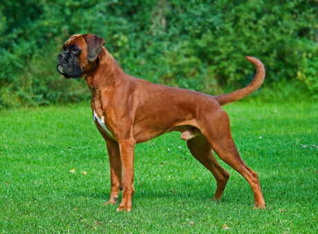 The Boxer | Everything you need to know - Petpalace.uk