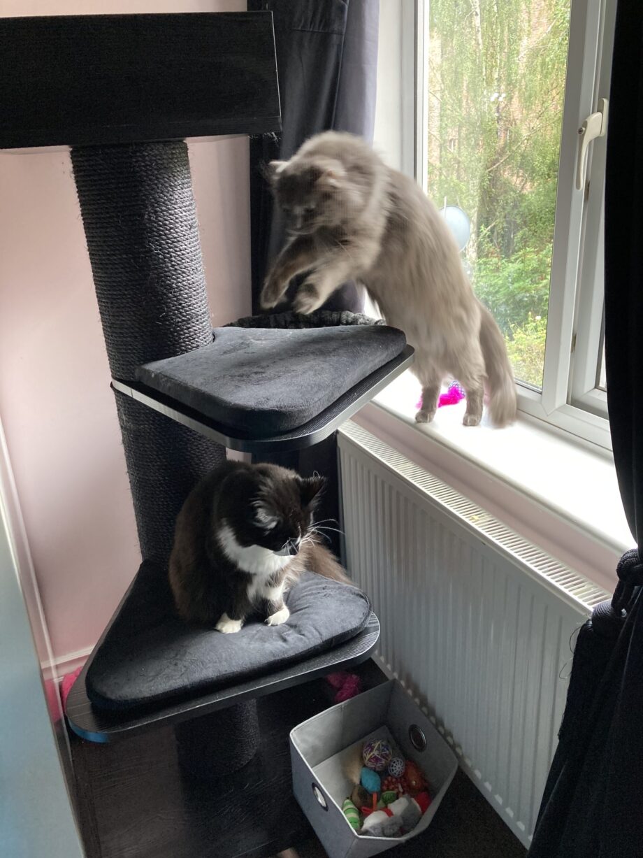 The Maine Cooon Royal Deluxe Cat Tree (Blackline) - | Unbeatable Value ...