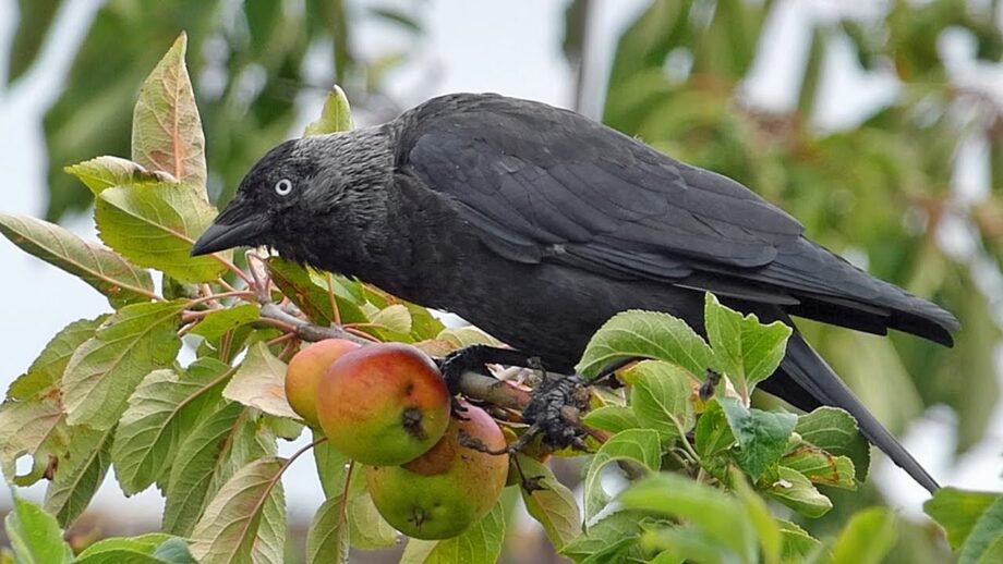 Understanding the Jackdaw's Diet - Petpalace.uk