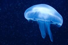 Setting Up Your First Jellyfish Tank: A Beginner's Guide - Petpalace.uk
