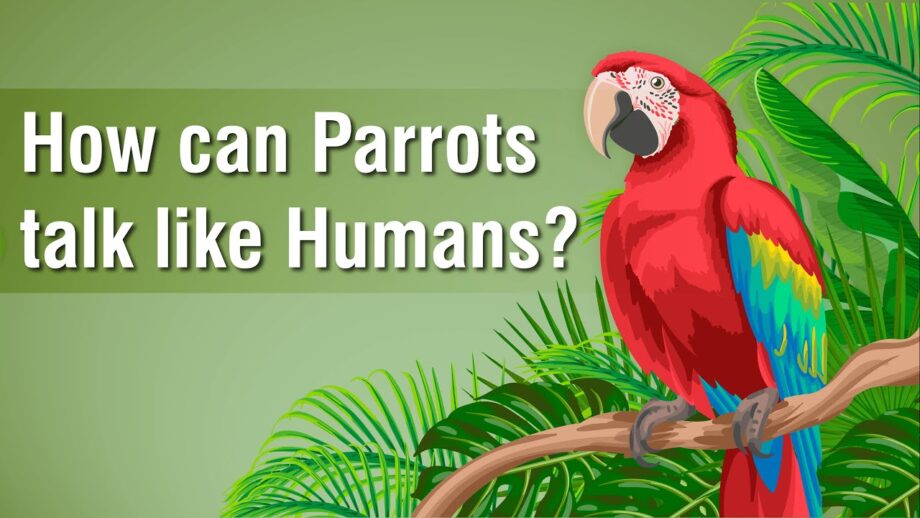 How Do Parrots Communicate? Understanding the Language of Parrots ...